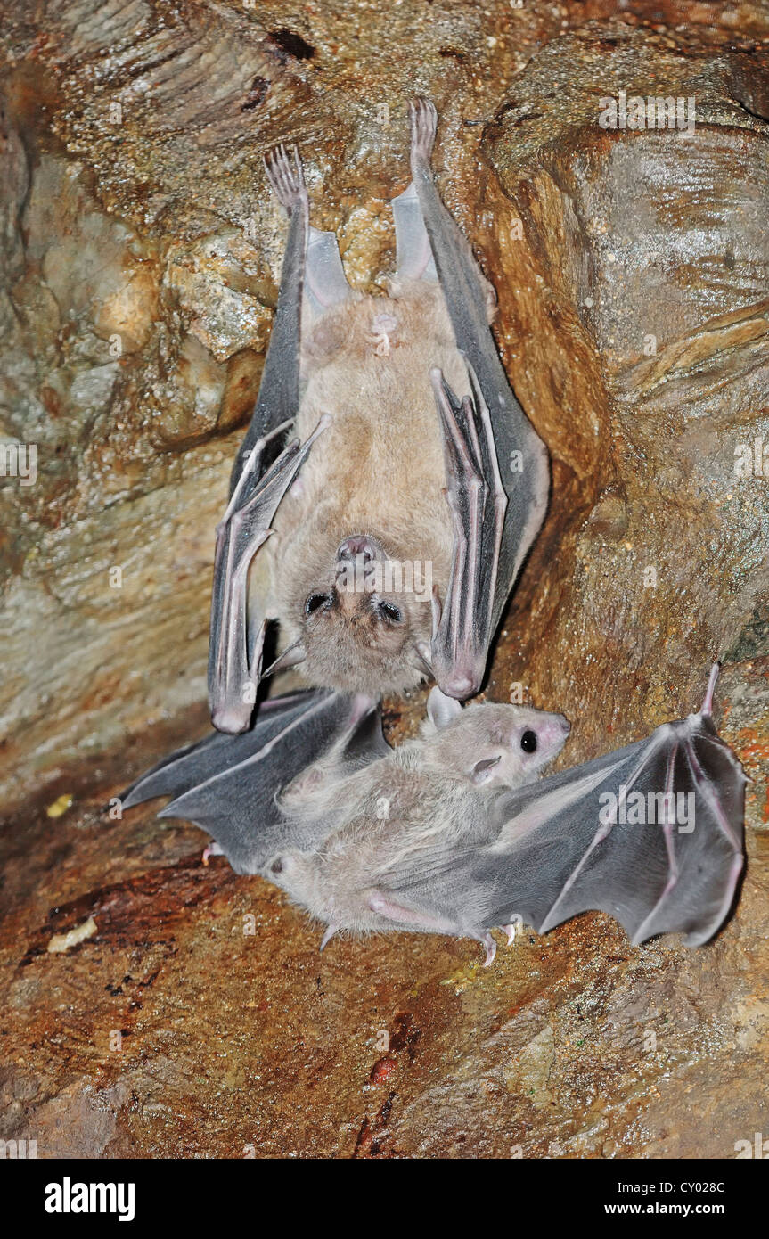 Egyptian Fruit Bat or Egyptian Rousette (Rousettus aegyptiacus) with ...