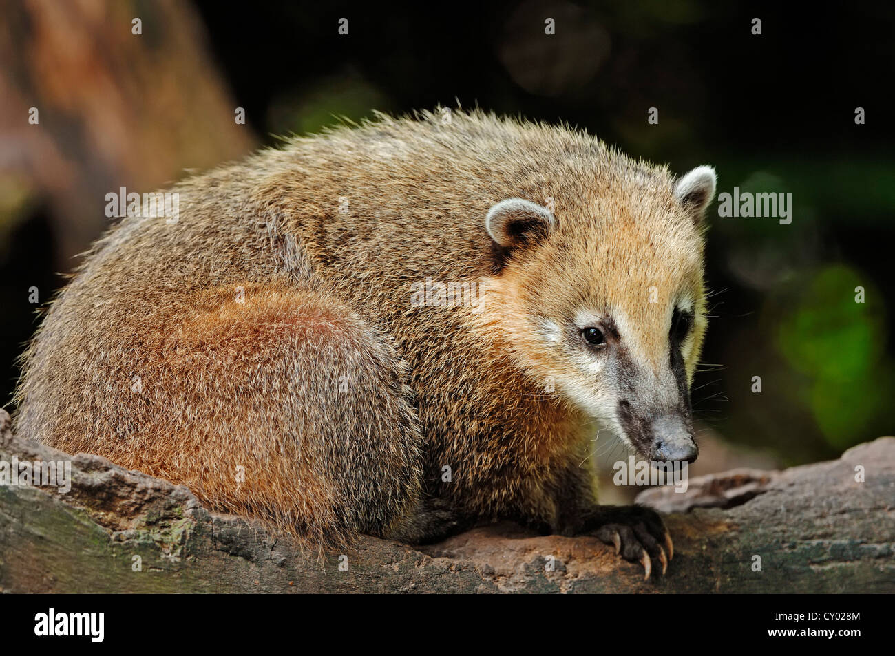 South American Coati or Ring-tailed Coati (Nasua nasua), native to ...