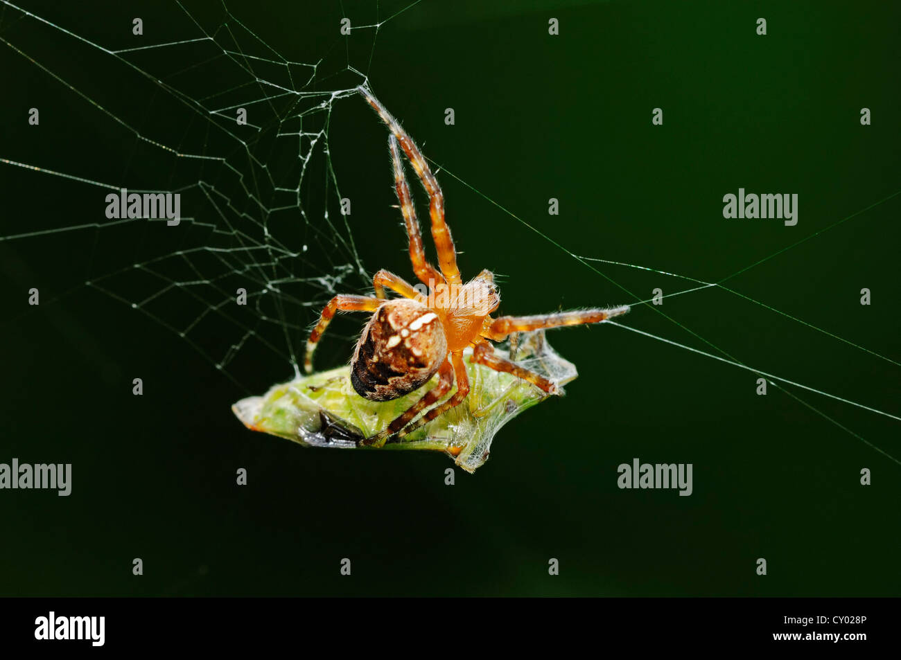 Cross orbweaver in web with prey hi-res stock photography and images ...