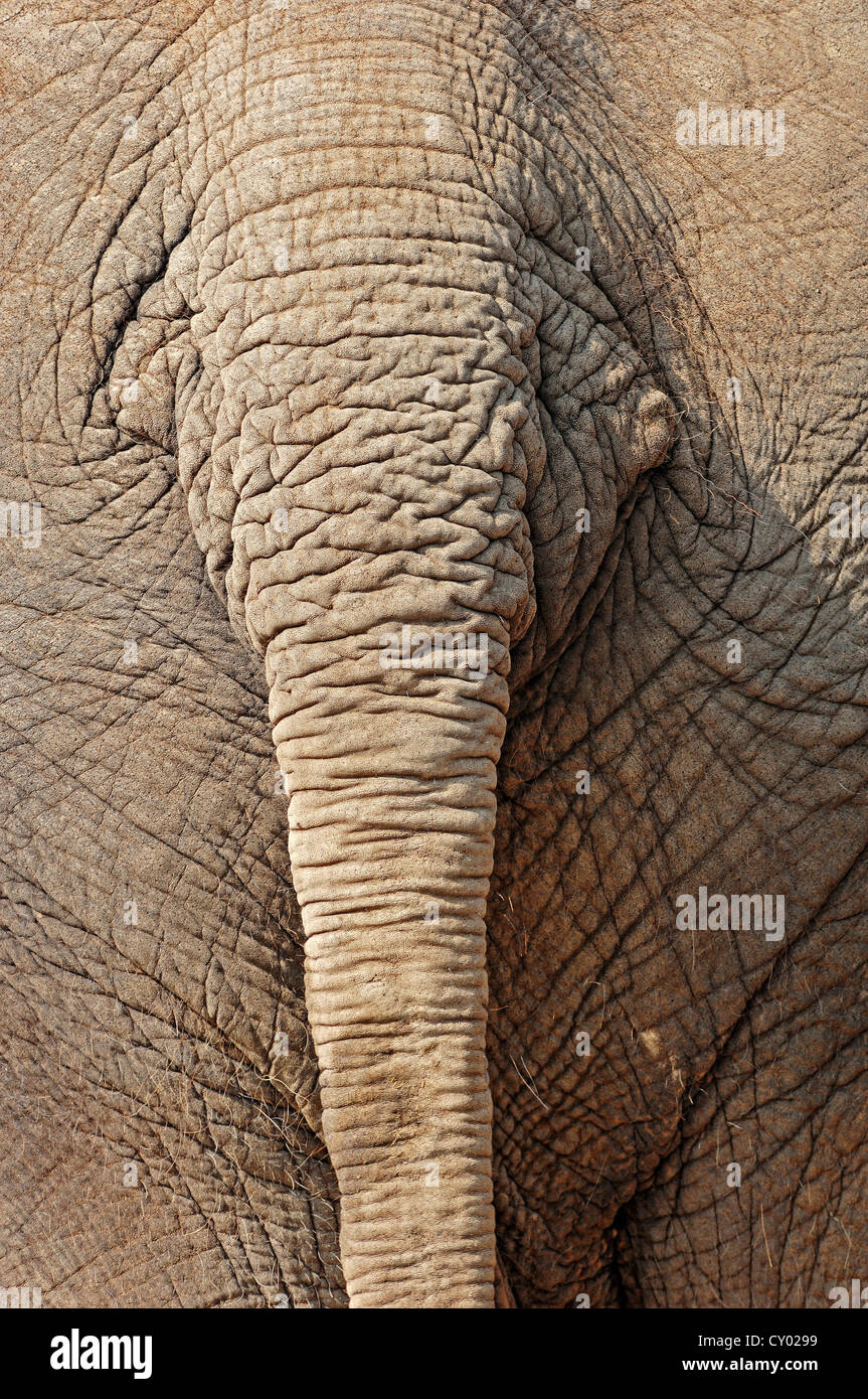 Elephant tails hi-res stock photography and images - Alamy