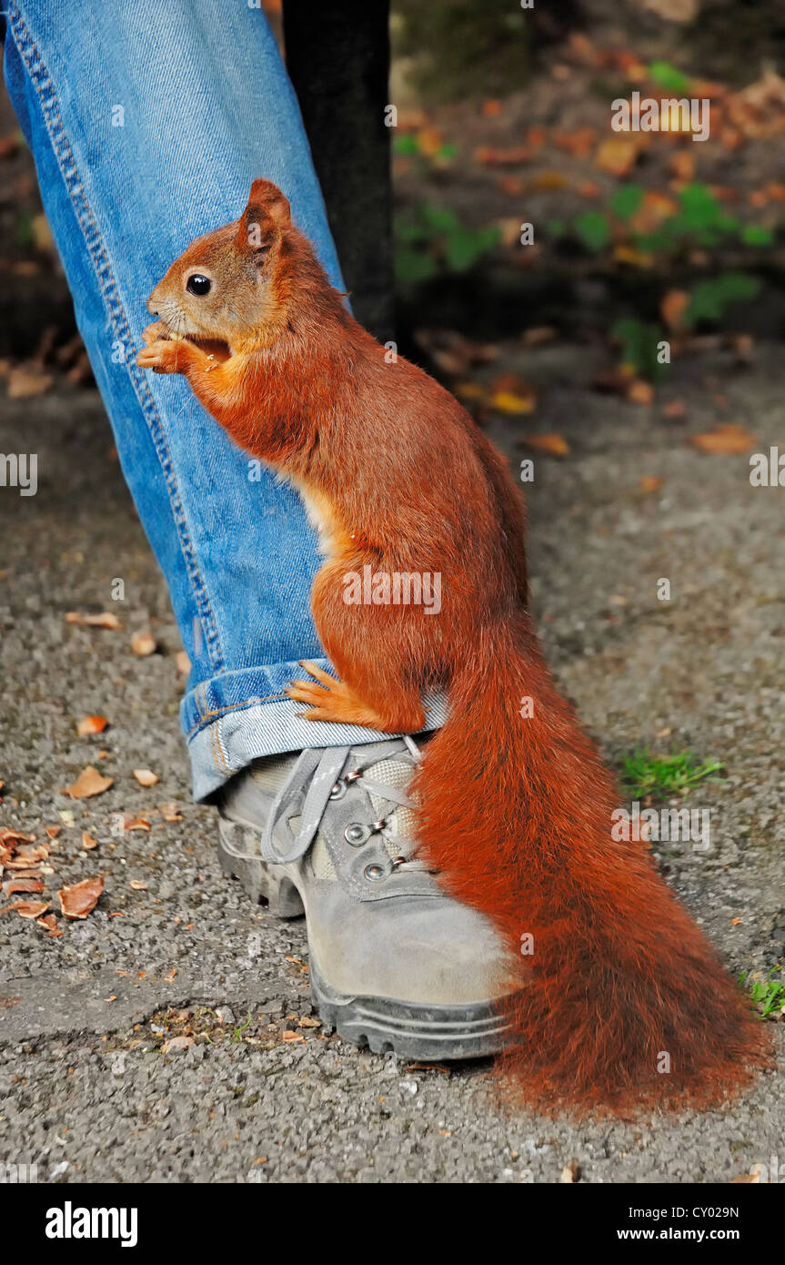 Squirrel (Sciurus vulgaris) on the foot of a woman, North Rhine ...