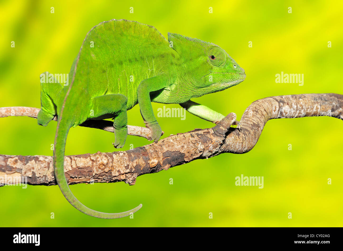 Crested Chameleon (Chamaeleo cristatus, Trioceros cristatus), native to ...