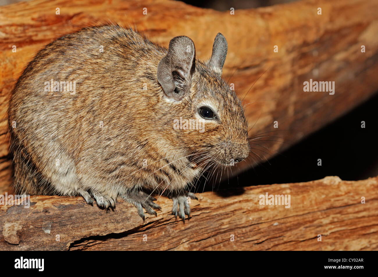 Rodents of south america hi-res stock photography and images - Alamy