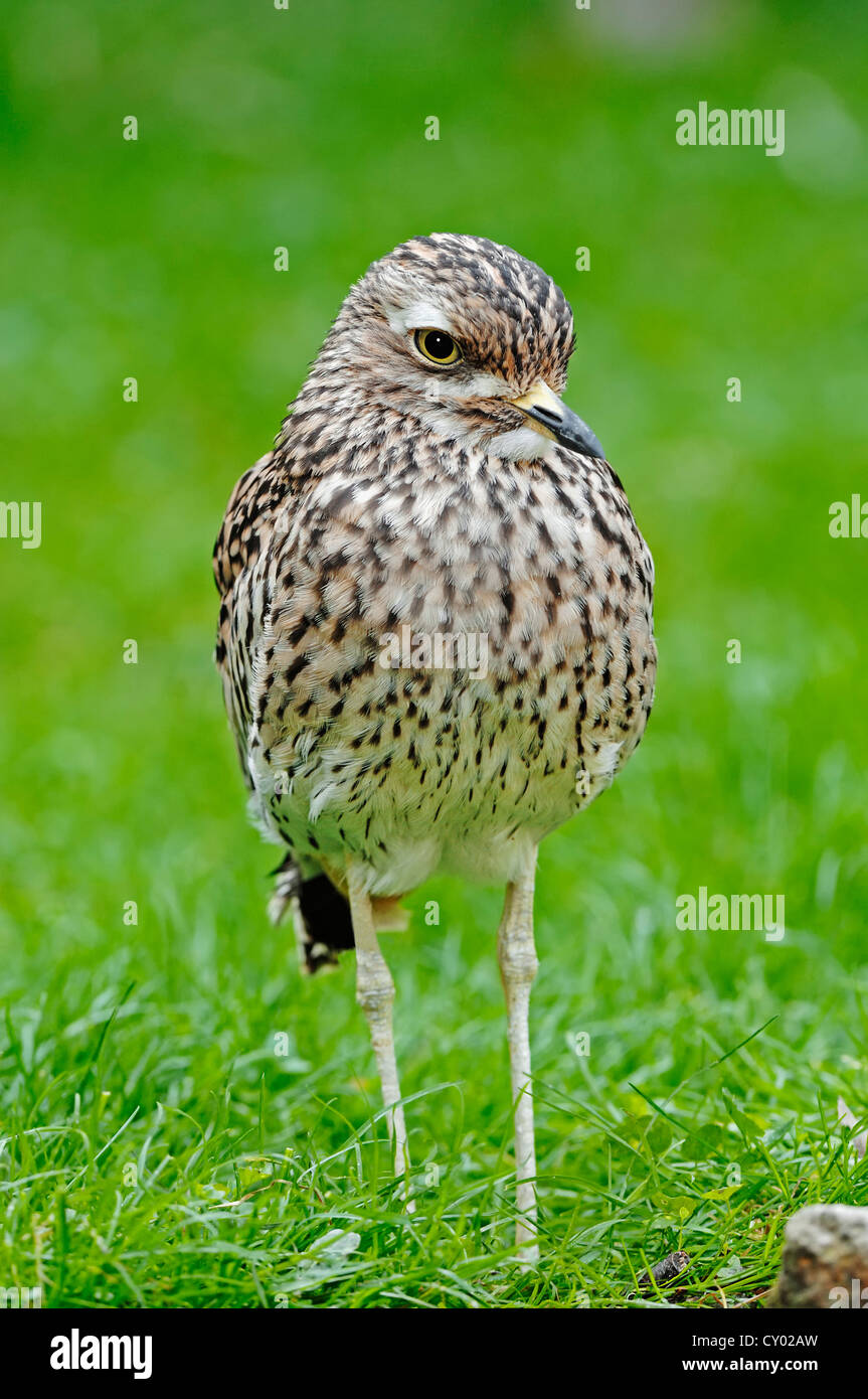 Spotted Thick-knee or Spotted Dikkop (Burhinus capensis), native to ...