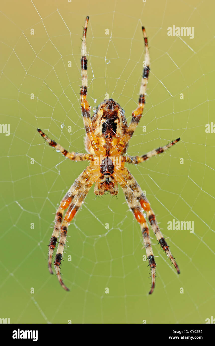 European Garden Spider, Diadem Spider or Cross Orbweaver (Araneus ...