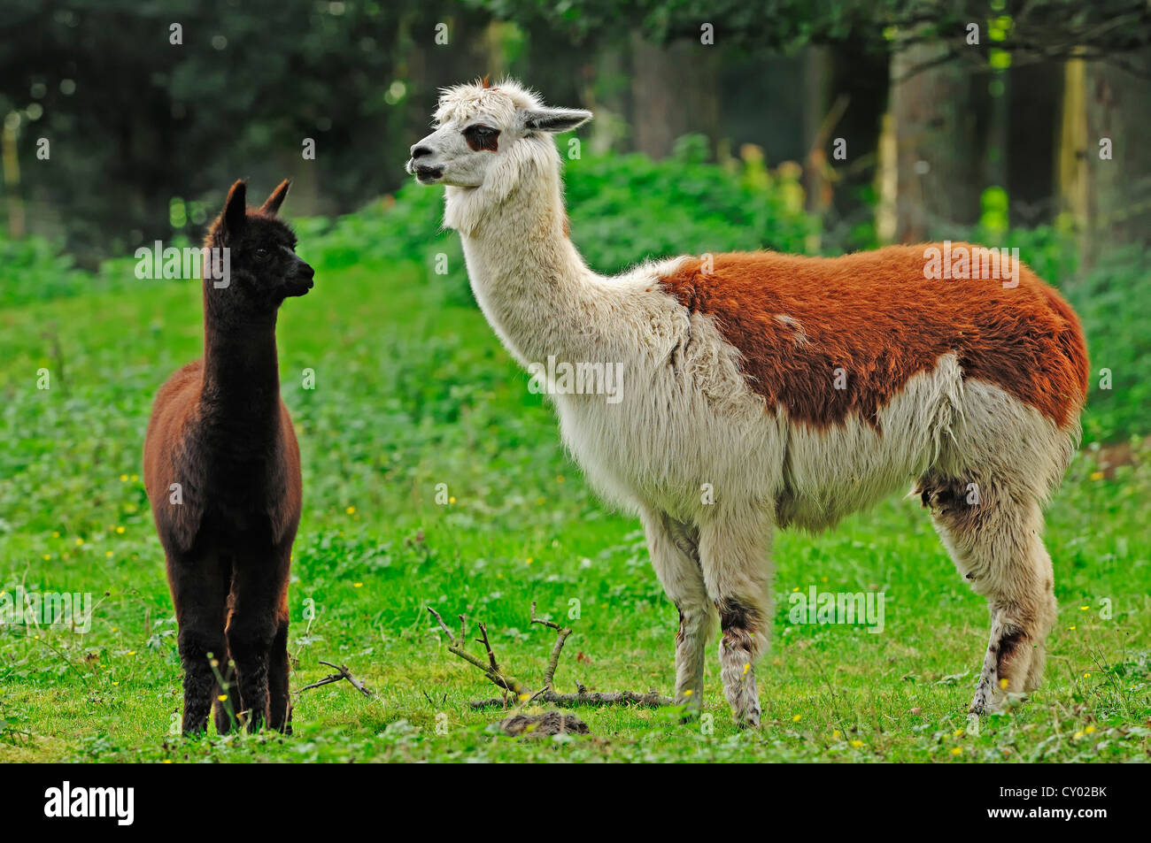 Alpaca (Llama pacos, Vicugna pacos), female with cria, native to South America, in captivity ...