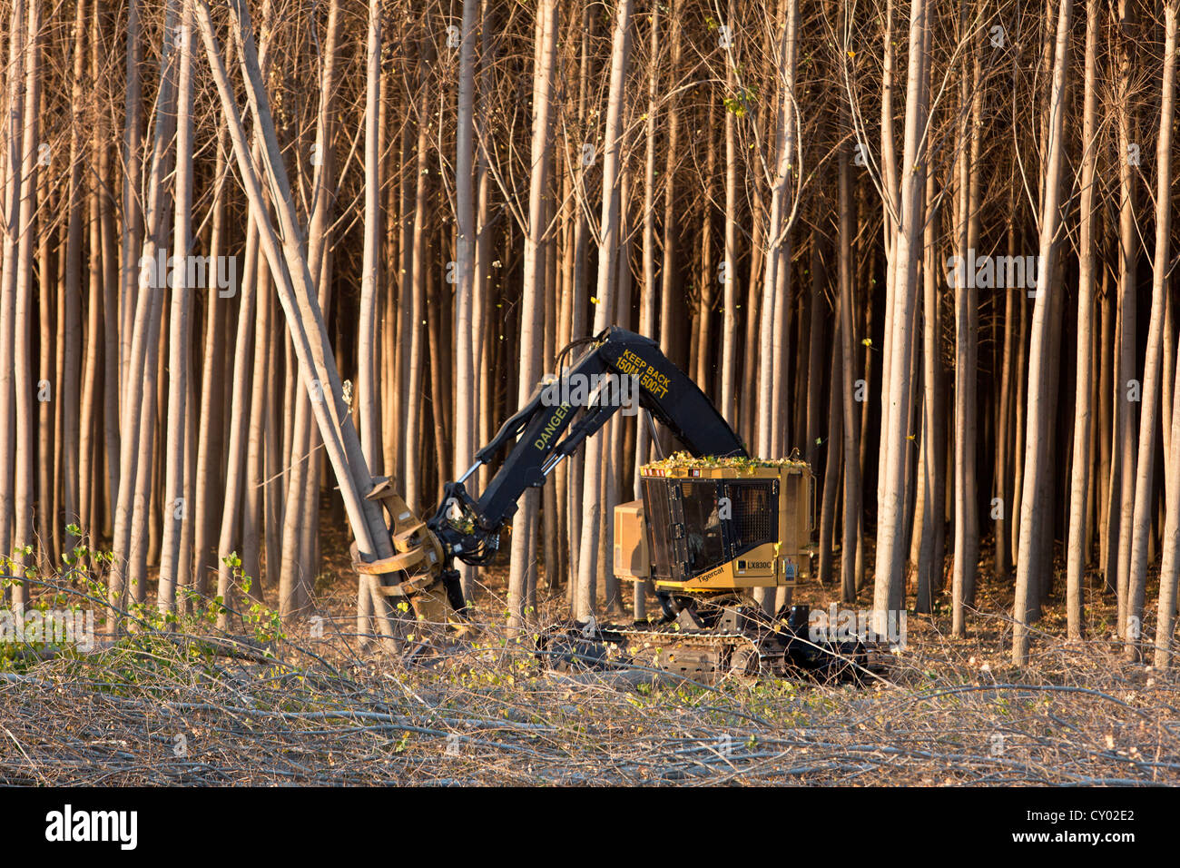 Tigercat Feller Buncher harvesting Hybrid Poplar trees Stock Photo - Alamy
