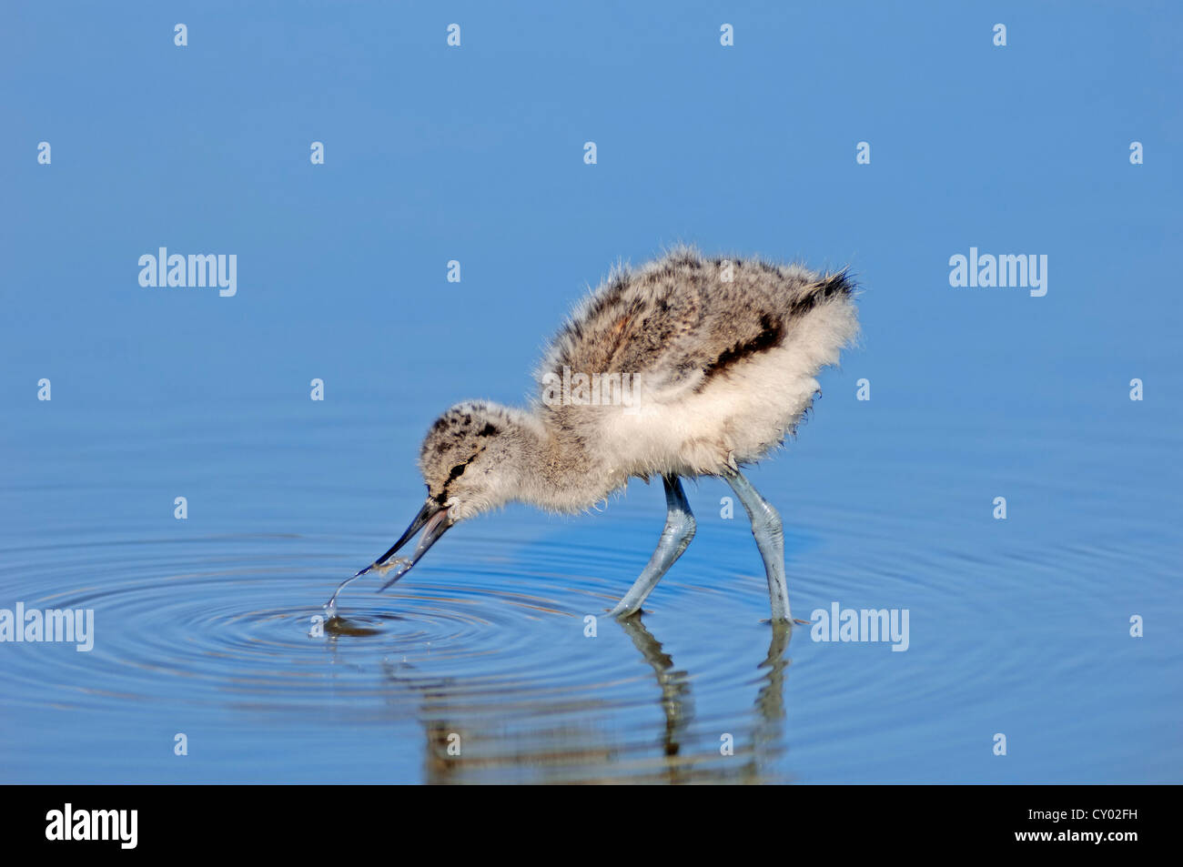 Pied avocet (Recurvirostra avosetta), chick, foraging, Texel ...
