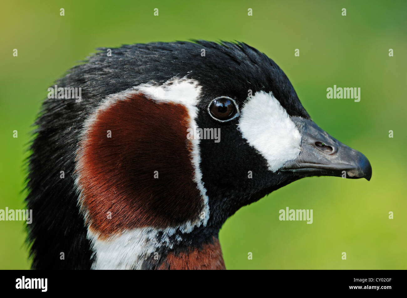 Red-breasted goose (Branta ruficollis), portrait, captive, North Rhine ...