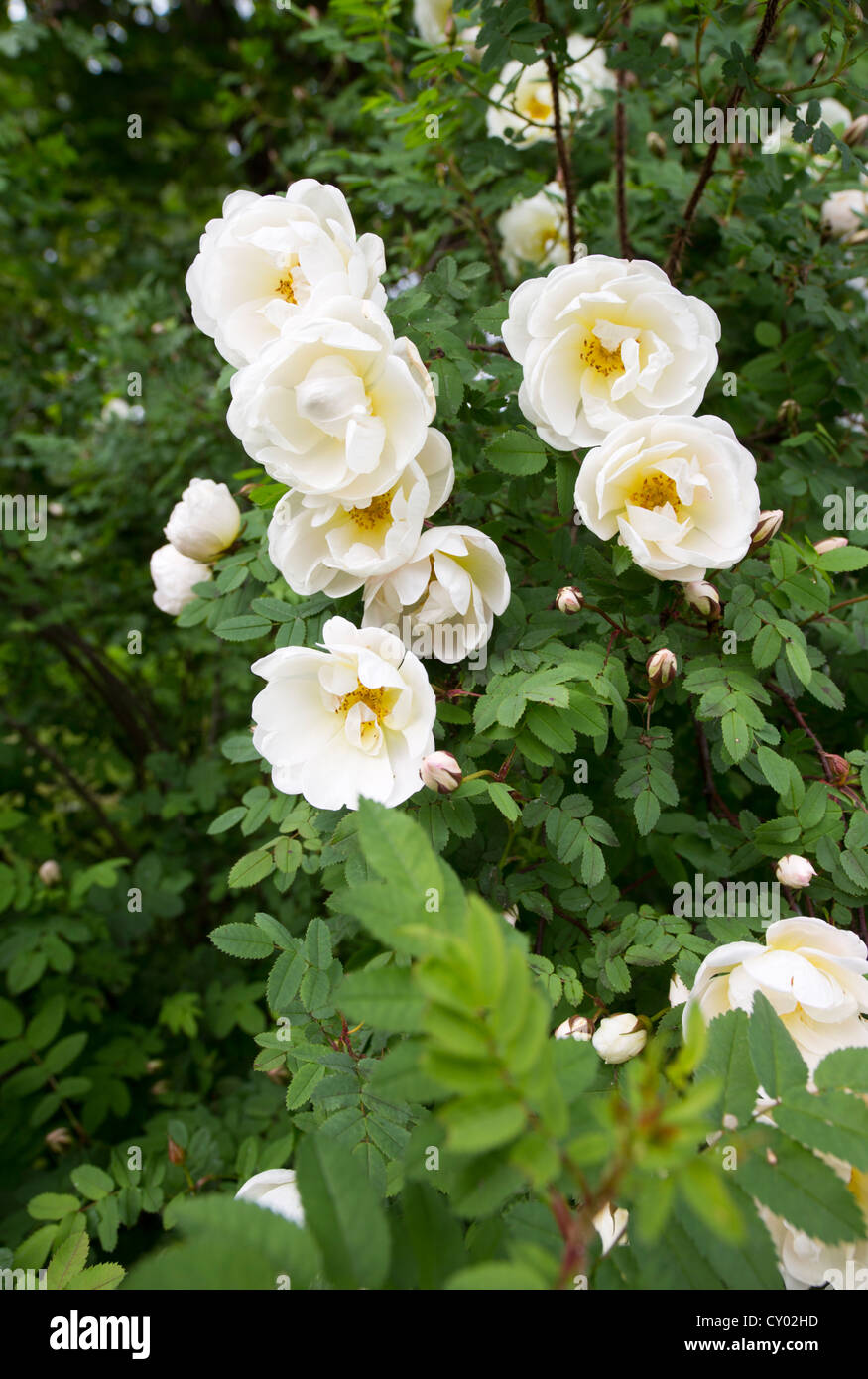 White burnet roses ( Rosa pimpinellifolia ) blooming , Finland Stock ...