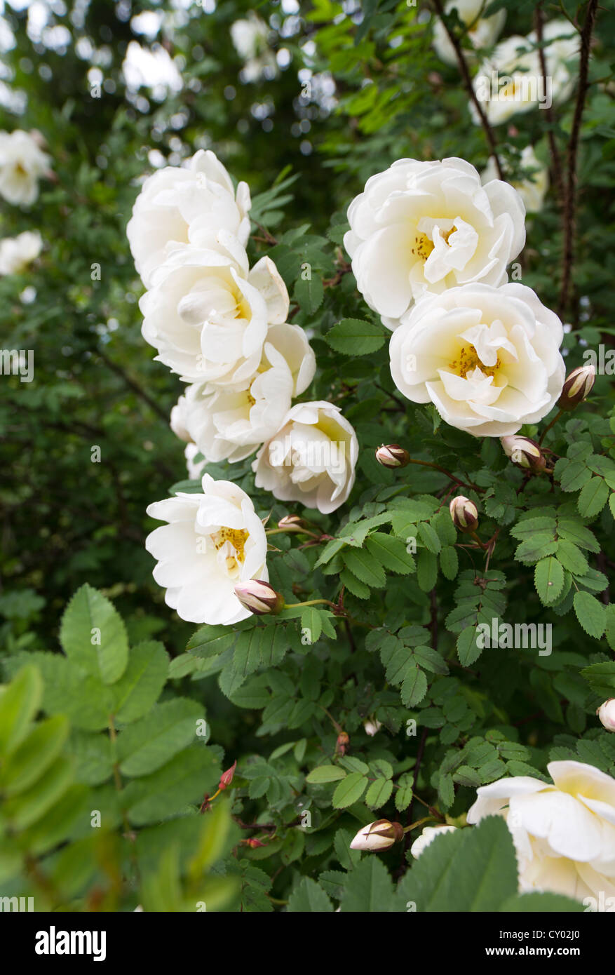 White burnet roses ( Rosa pimpinellifolia ) blooming , Finland Stock ...