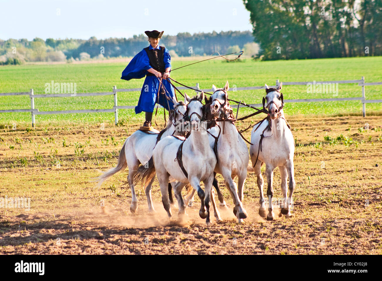 Hungary, Kalocsa, Csikos Hungarian horse rider, riding his team while ...