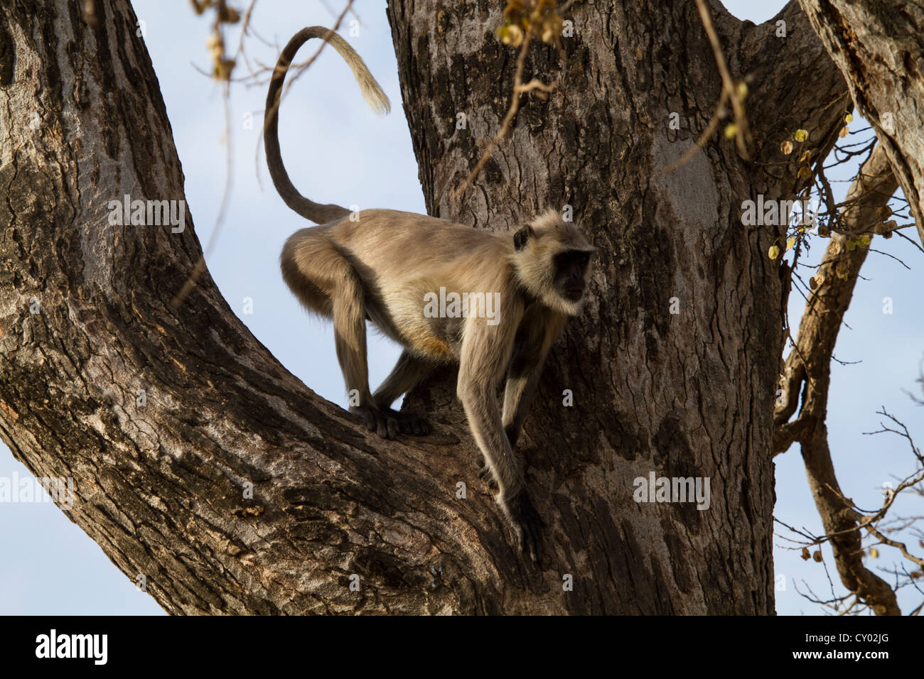 Common Langur or Hanuman Monkey (Semnopithecus entellus), Ranthambore ...