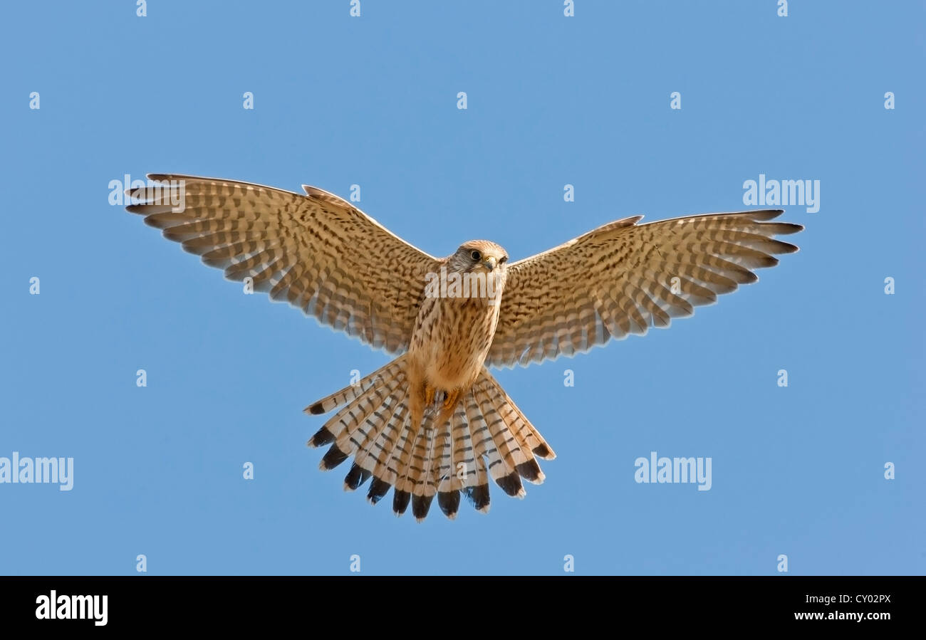 Falcon hunt hi-res stock photography and images - Alamy