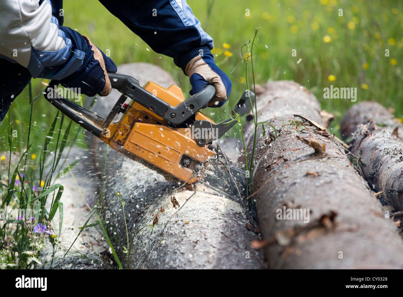 Cutting a spruce log with chainsaw , Finland Stock Photo - Alamy