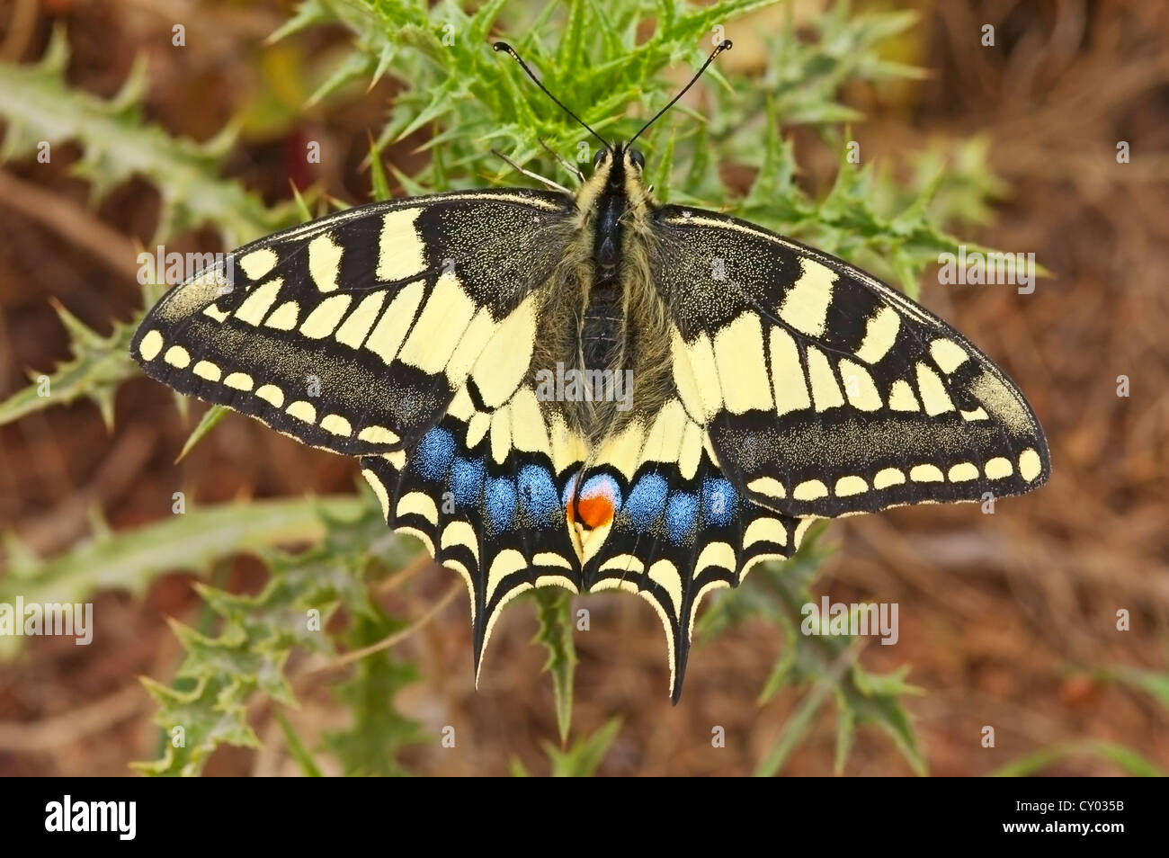 swallowtail butterfly (Papilio machaon britannicus) single adult ...