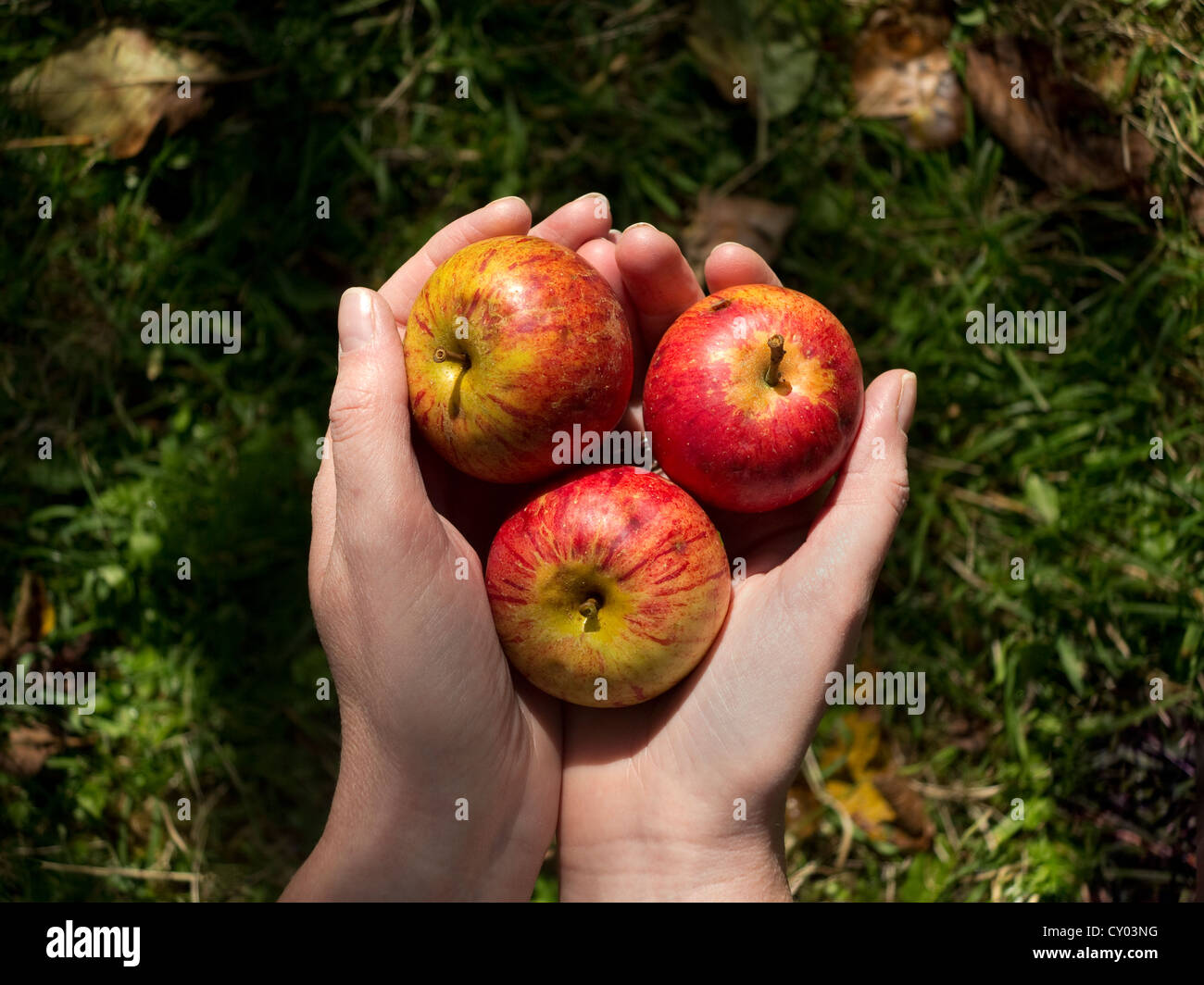 Woman's hands holding windfall apples in autumn in an English fruit ...