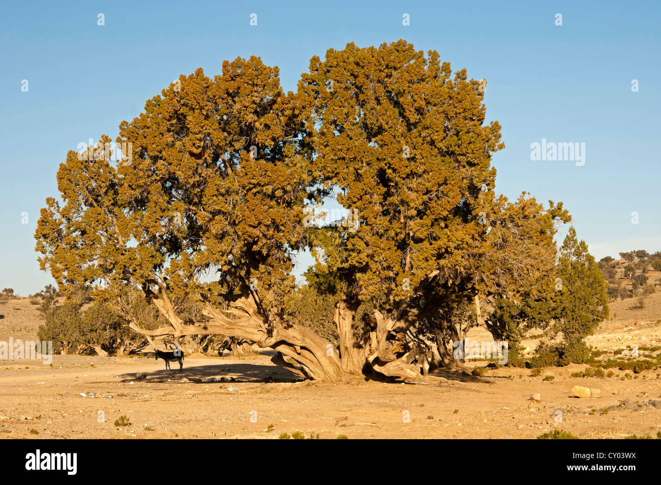 Persian Juniper (Juniperus excelsa subsp. Polycarpos), Jebel Akhdar ...