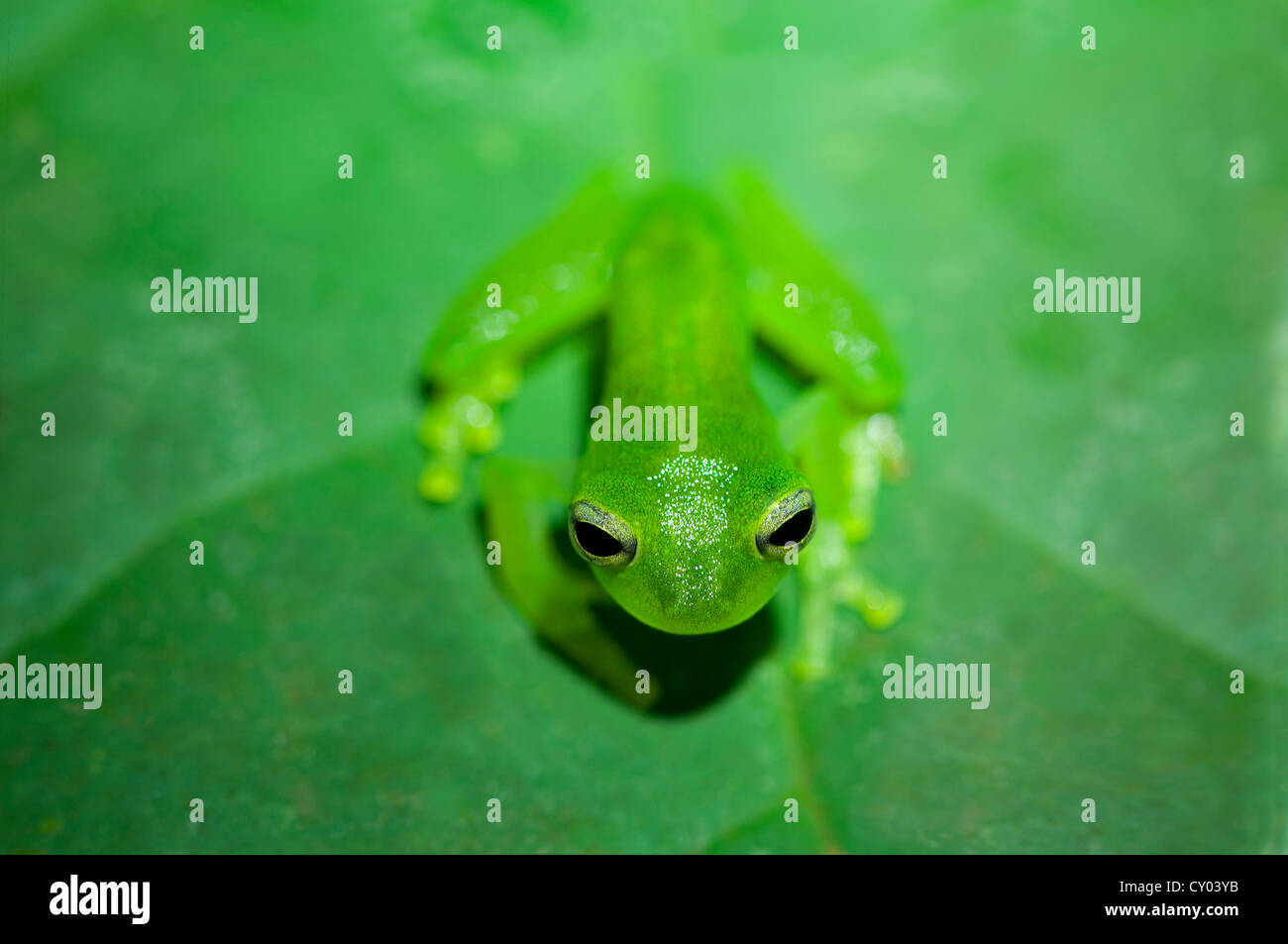 Glass Frog (Cochranella midas), Tiputini Rainforest, Yasuni National ...