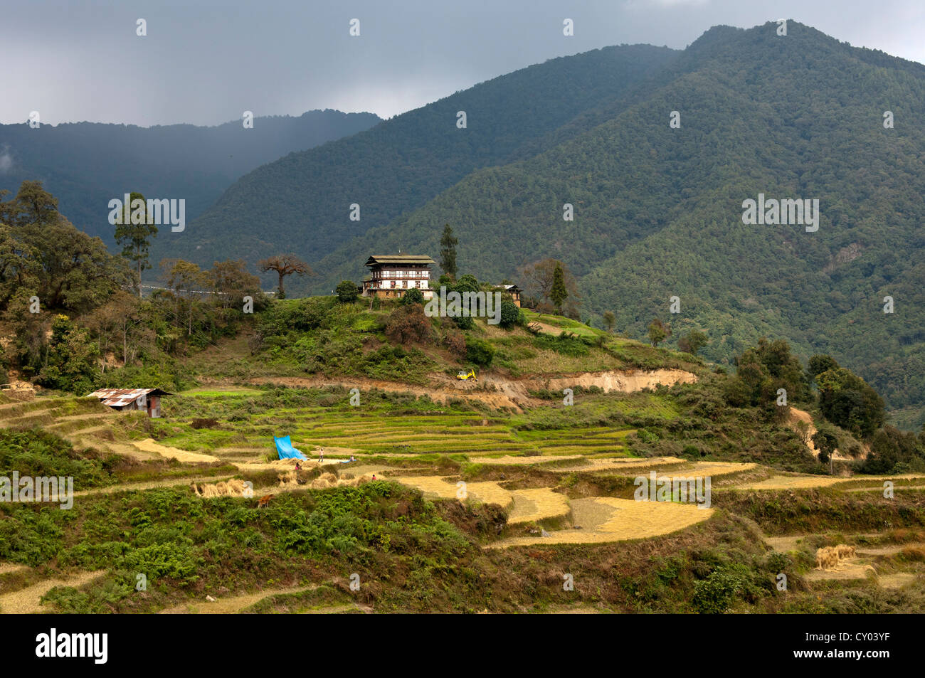 Farm in a landscape with terraced fields of rice, Bhutan, South Asia ...