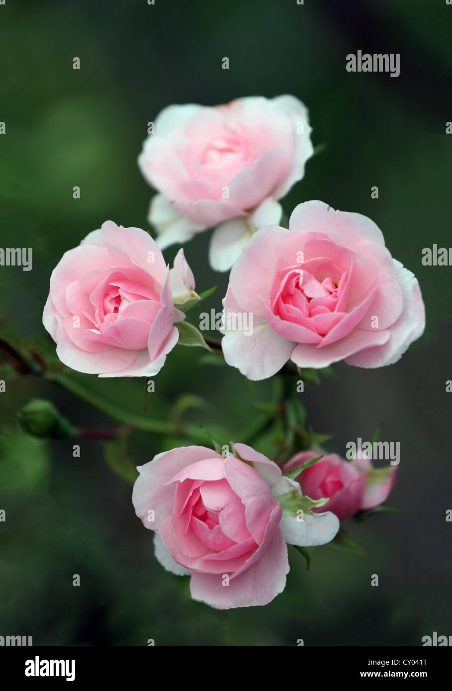 Mixture of roses hi-res stock photography and images - Alamy