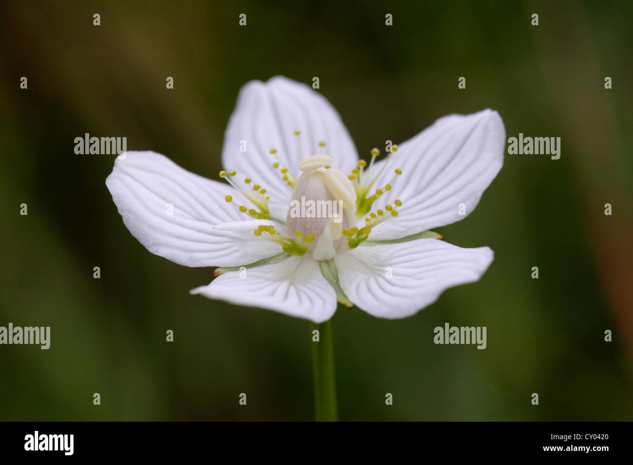 Grass of Parnassus (Parnassia palustris) in flower, Scotland, UK Stock ...