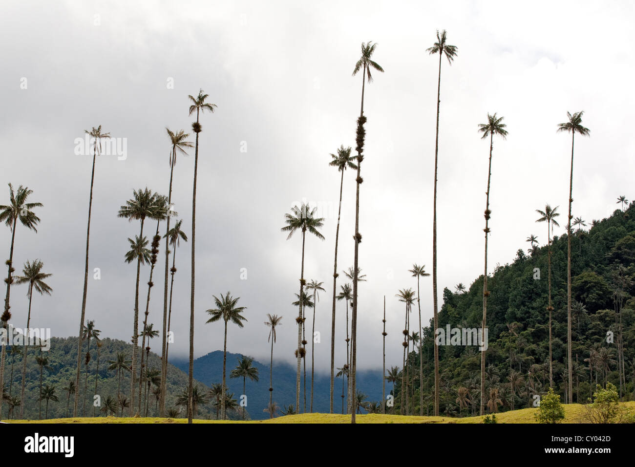 Wax Palms, the world's tallest palm and monocot, National tree, Valle ...