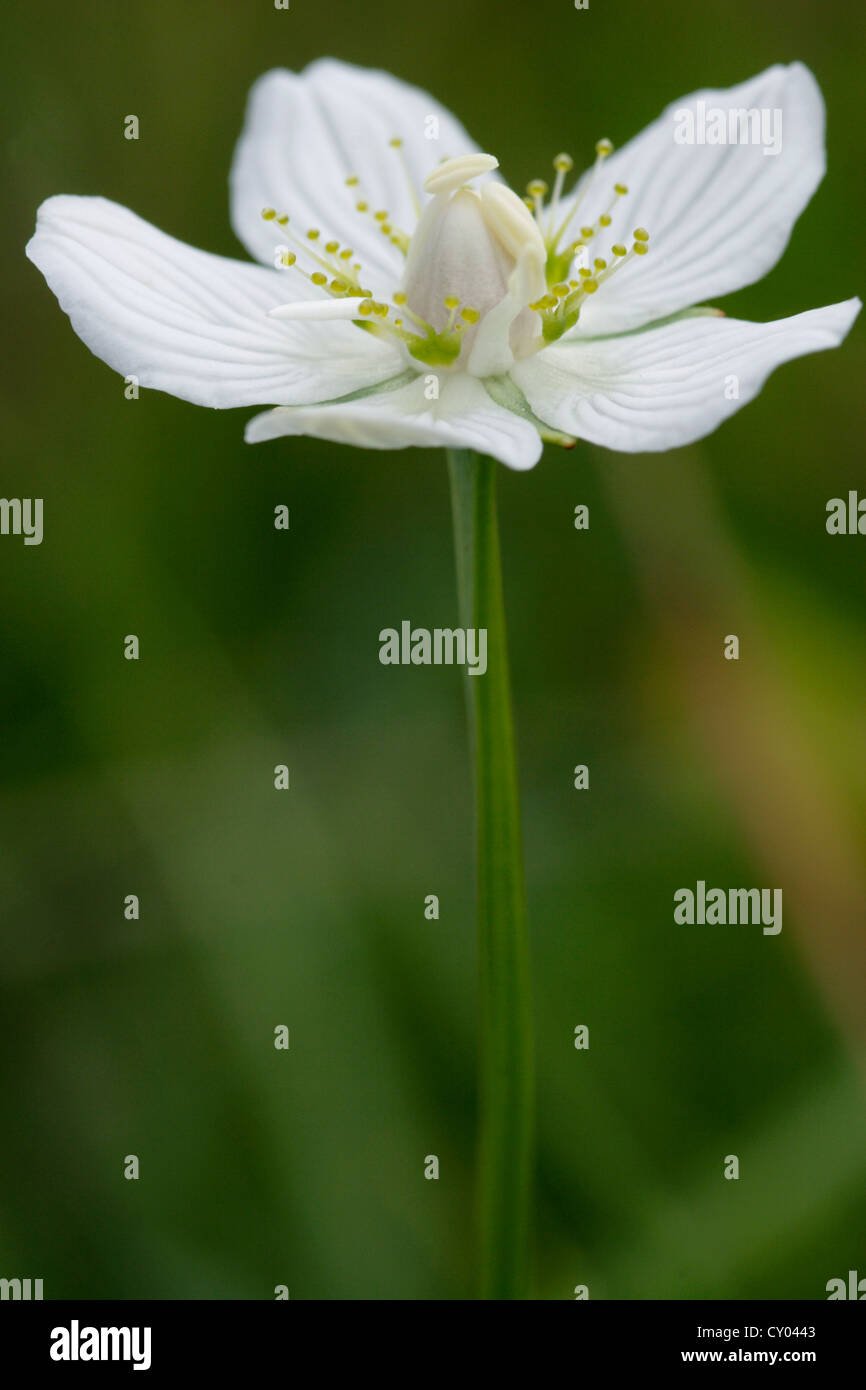 Grass of parnassia hi-res stock photography and images - Alamy