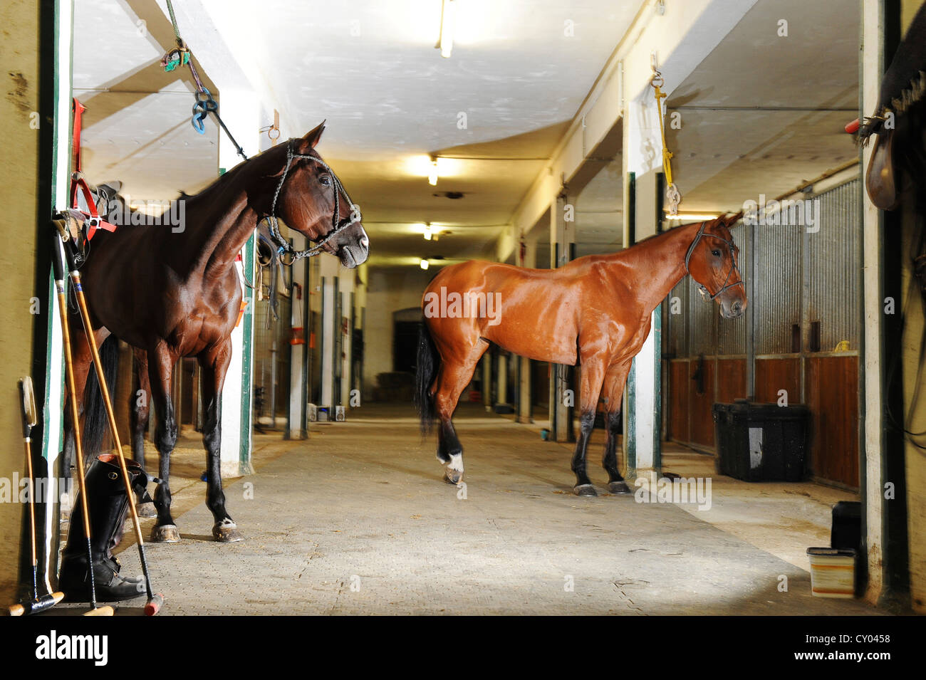Polo ponies in the stable, polo equipment next to the boxes Stock Photo ...