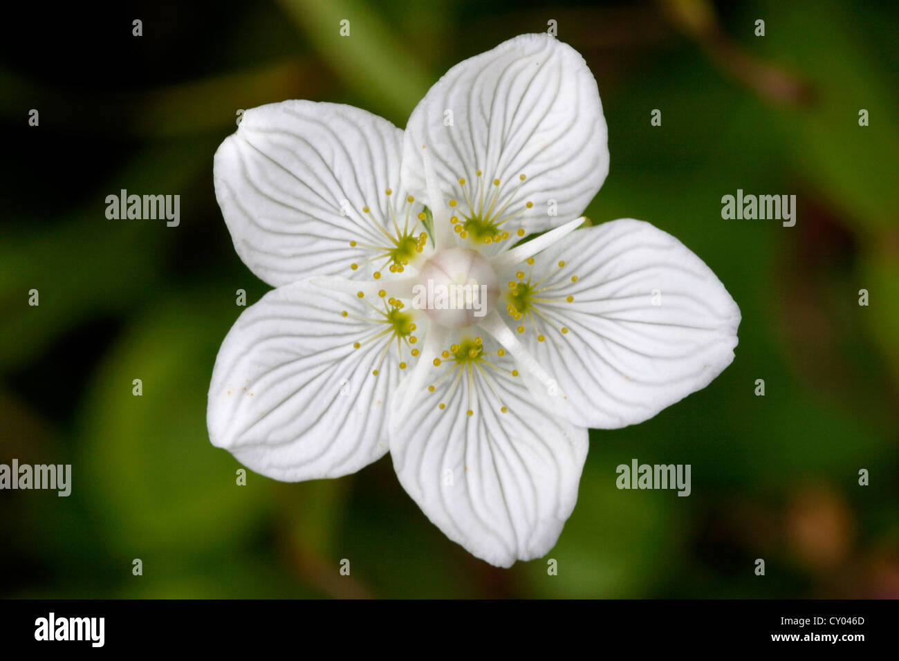 Grass parnassus parnassia palustris hi-res stock photography and images ...