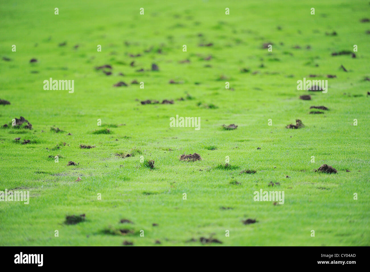 A severely damaged polo field Stock Photo - Alamy