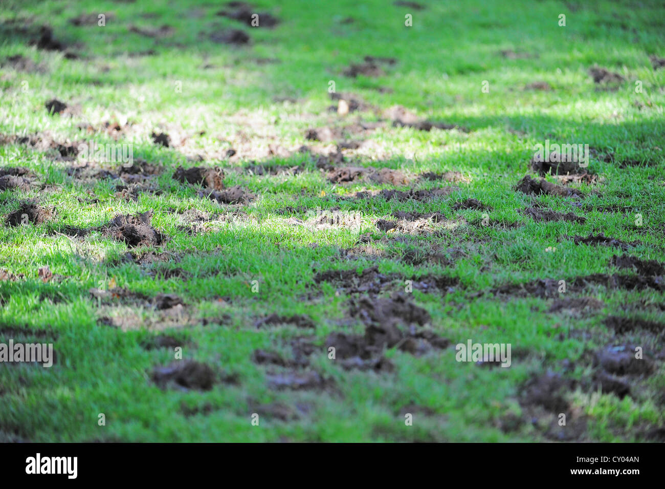 A completely destroyed polo field Stock Photo - Alamy