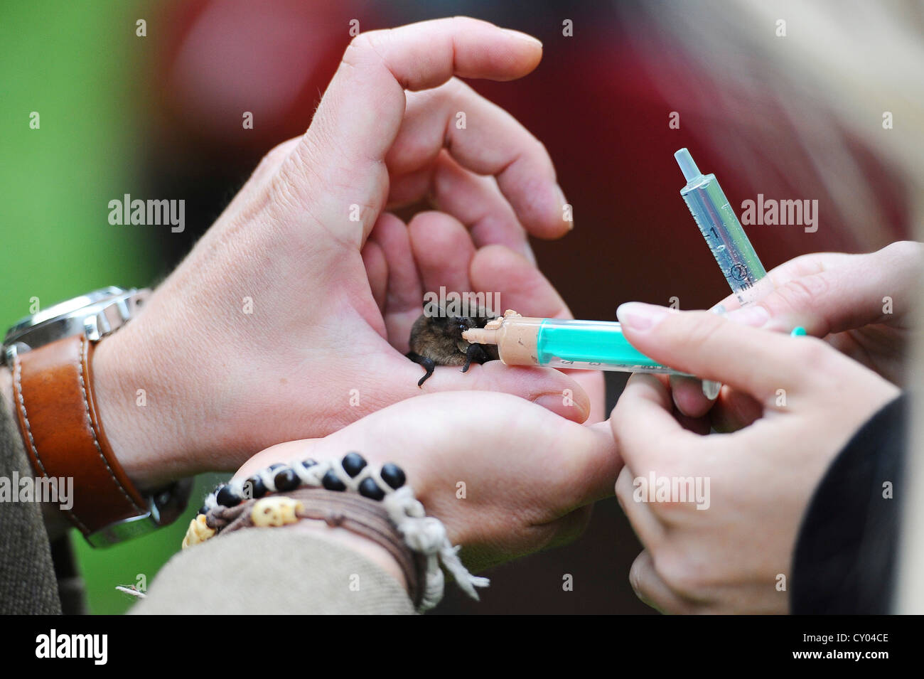 Two people are trying to feed a bat (Microchiroptera) with a syringe ...