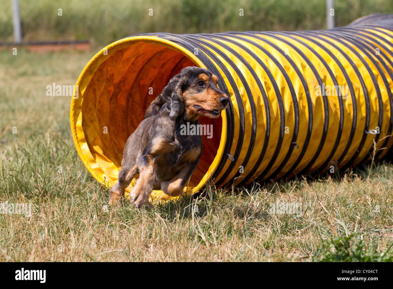 Agility, tunnel, Cocker Spaniel, dog sport Stock Photo - Alamy
