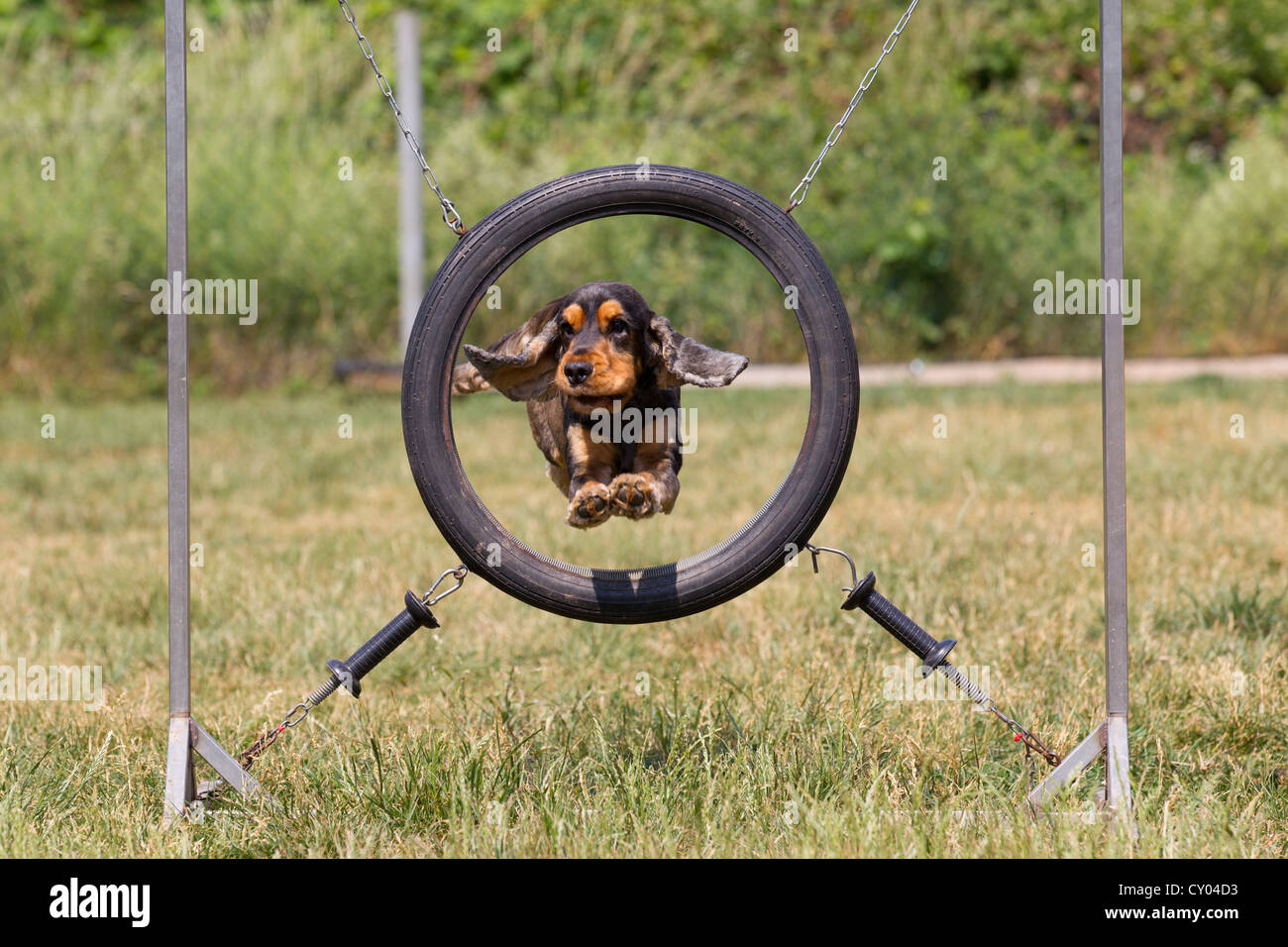 Agility, tires, Cocker Spaniel, dog sport Stock Photo - Alamy