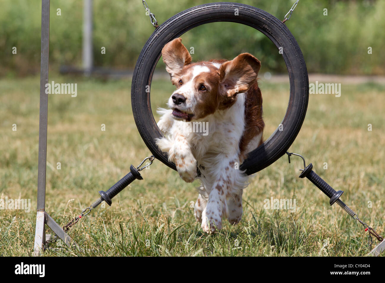 Welsh springer spaniel hi-res stock photography and images - Alamy
