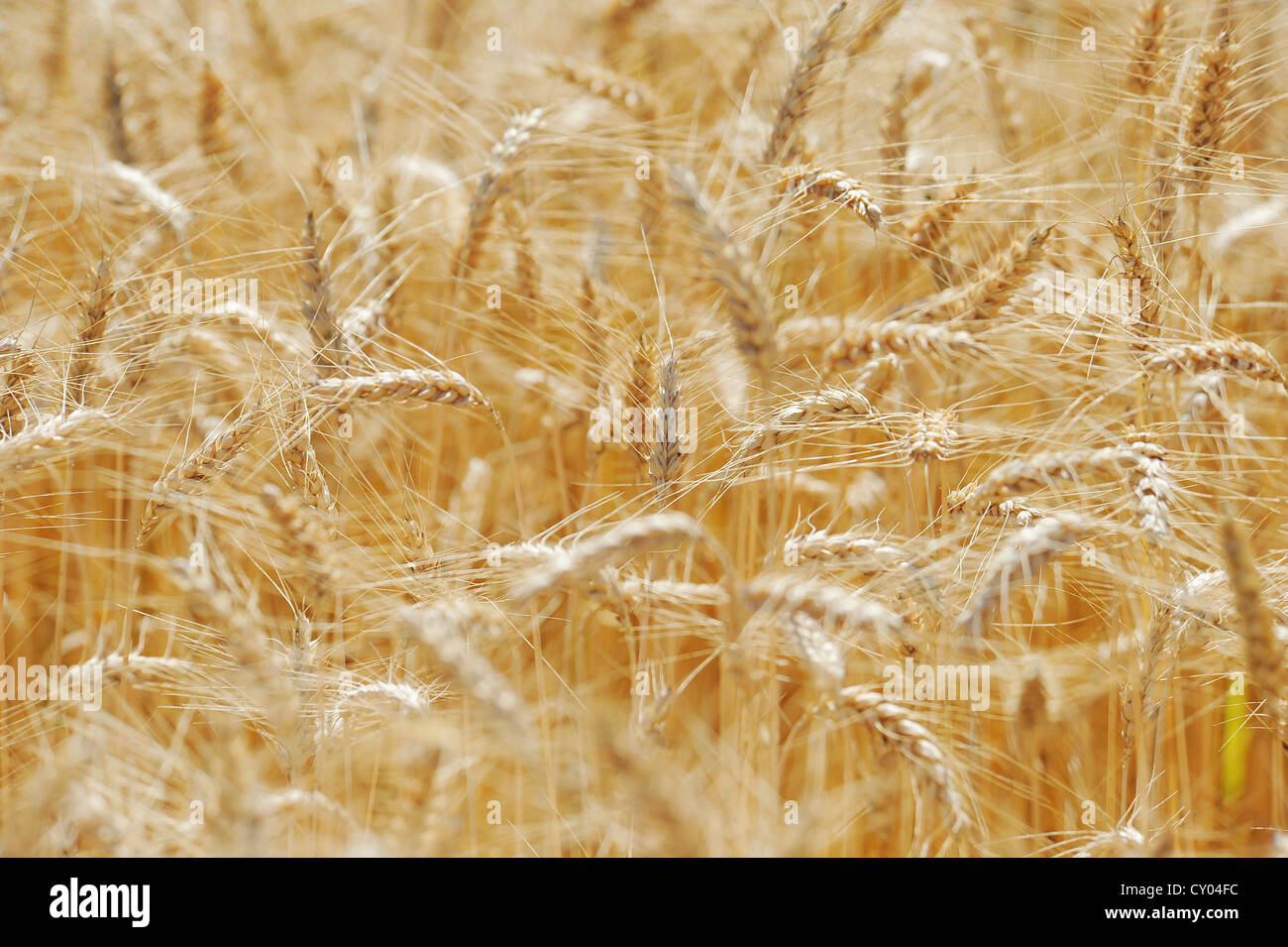 A mature wheat field (Triticum Stock Photo - Alamy