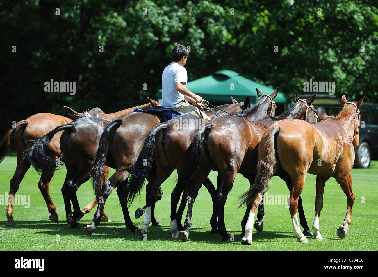 Six horses abreast hi-res stock photography and images - Alamy