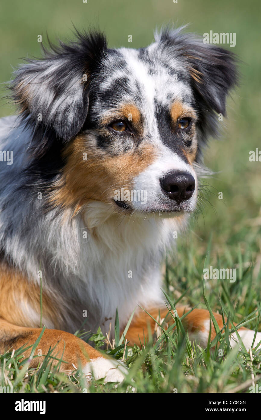 Australian shepherd hi-res stock photography and images - Alamy