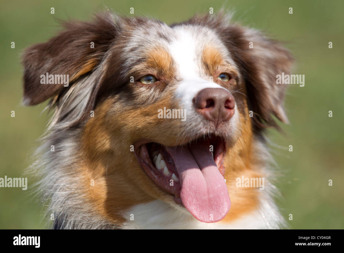 Australian Shepherd, portrait Stock Photo - Alamy
