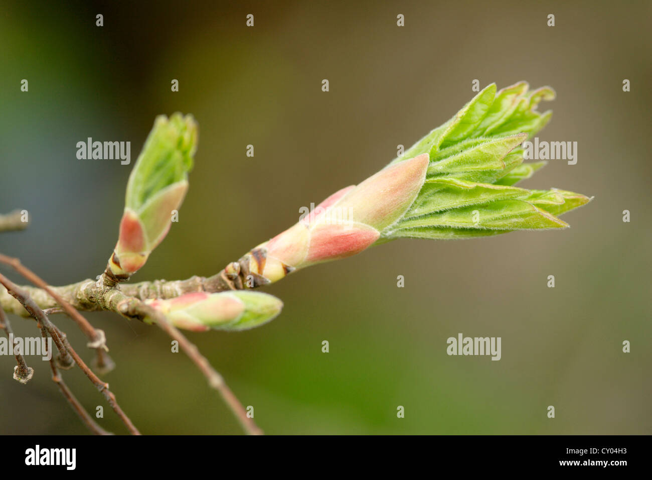 Field maple buds uk hi-res stock photography and images - Alamy