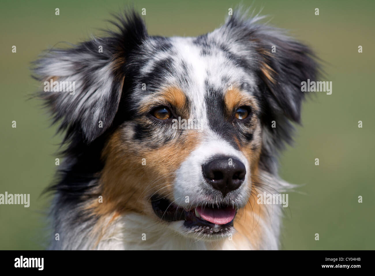 Australian Shepherd, portrait Stock Photo - Alamy