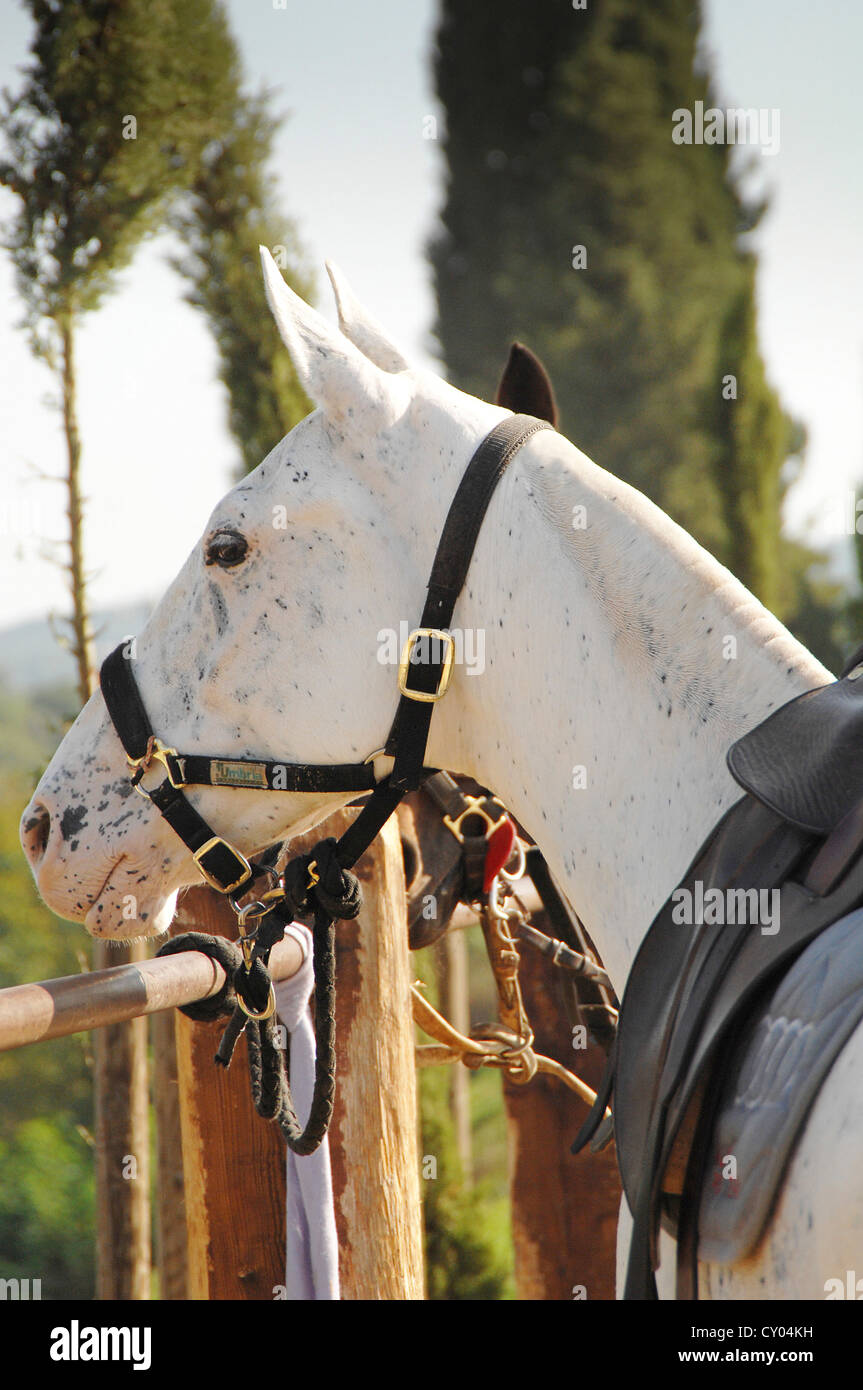 Polo horse tied to the pony line, Villa a Sesta, Tuscany, Italy, Europe ...