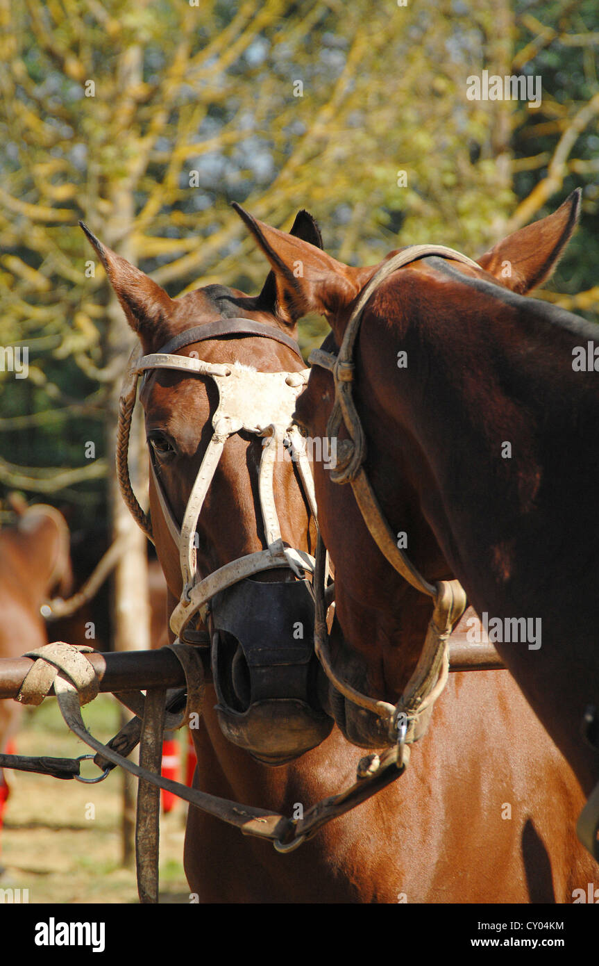 Polo horses tied to the pony line, Villa a Sesta, Tuscany, Italy ...