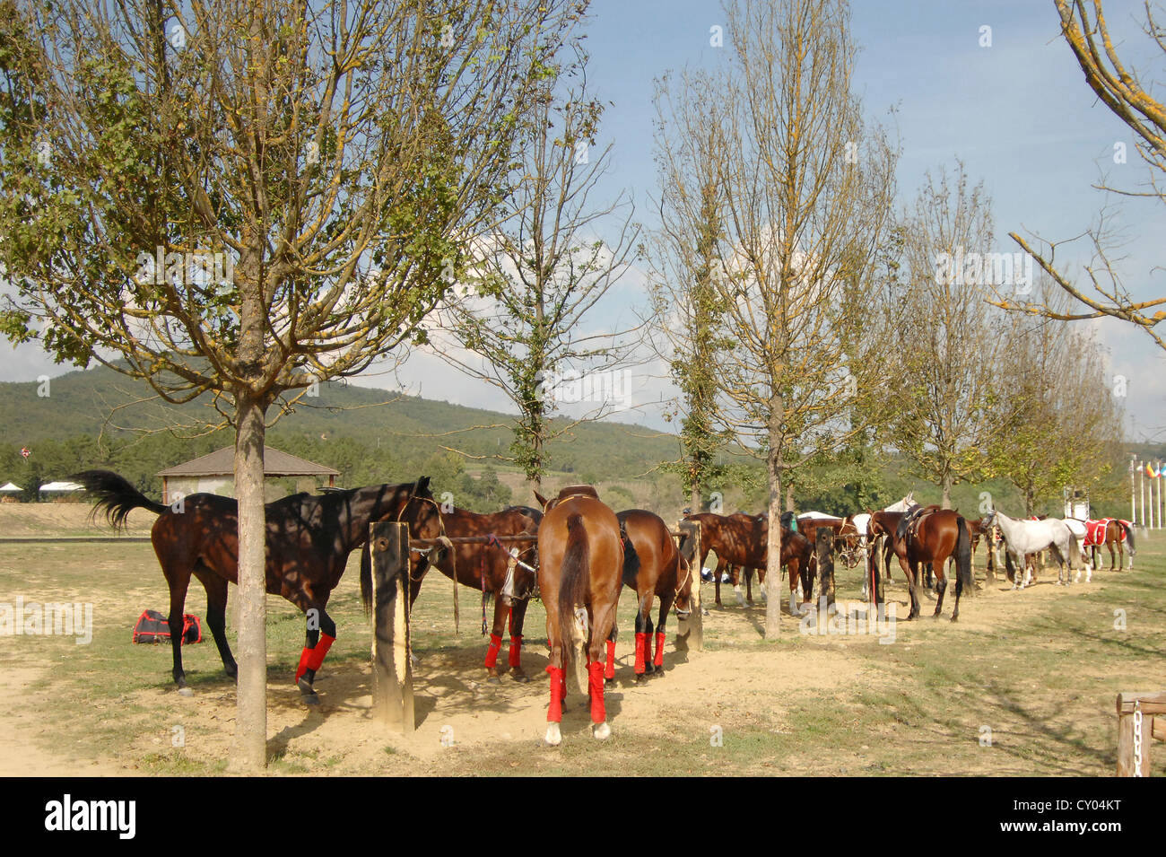 Polo horses tied to the pony line, Villa a Sesta, Tuscany, Italy ...