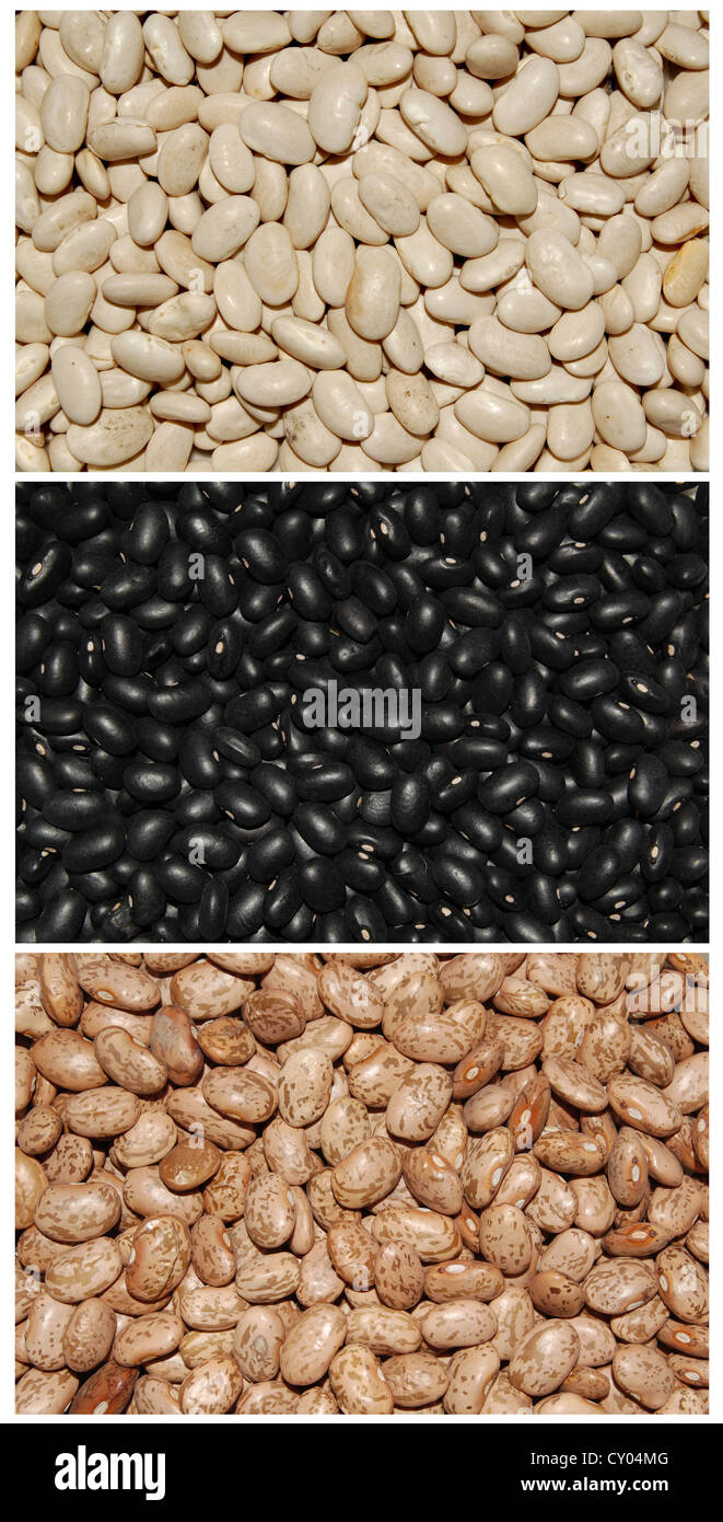 Collage of Three Different Types of Dry Beans Stock Photo - Alamy