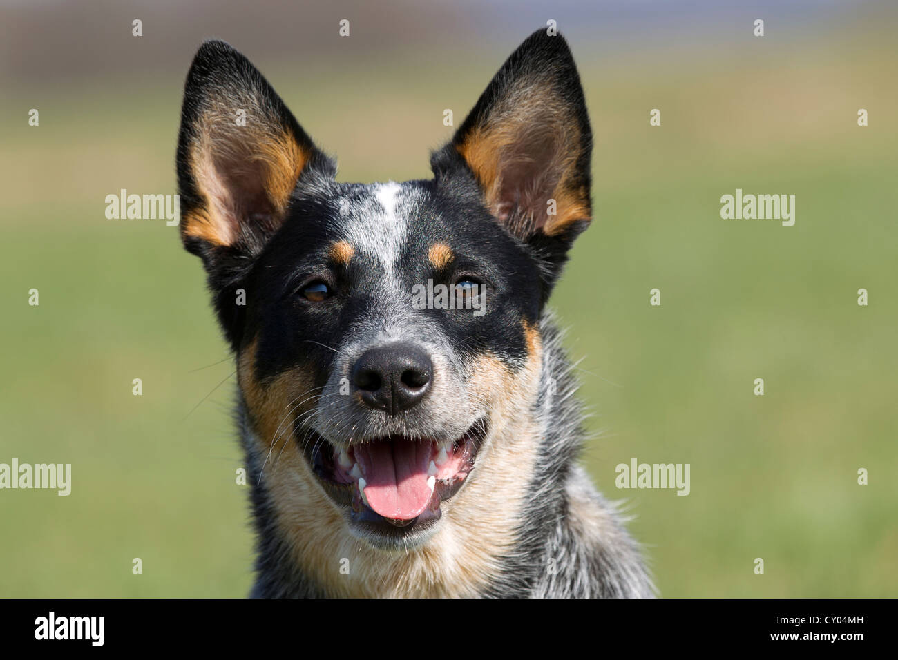 Australian Cattle Dog, portrait Stock Photo - Alamy