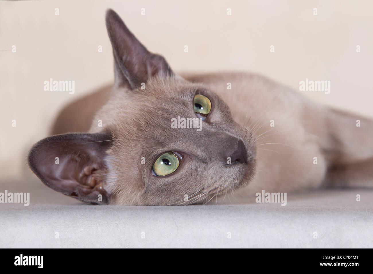 Tonkinese cat breed Stock Photo - Alamy