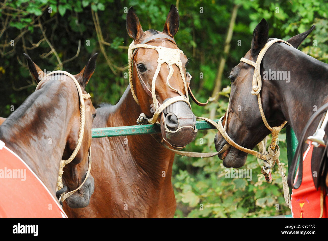 Polo pony ponies horses hi-res stock photography and images - Alamy