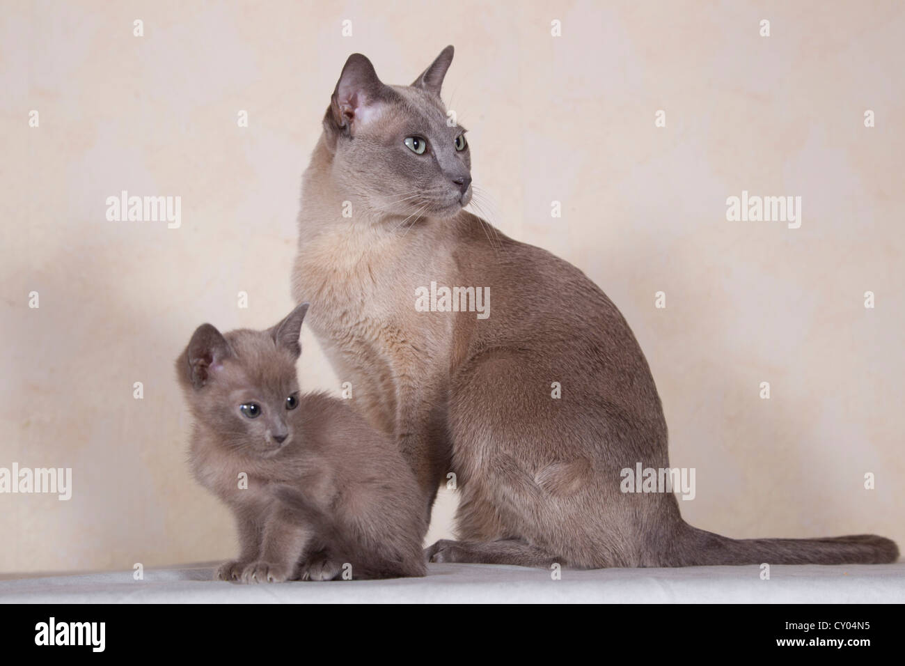 Breeding cats hi-res stock photography and images - Alamy